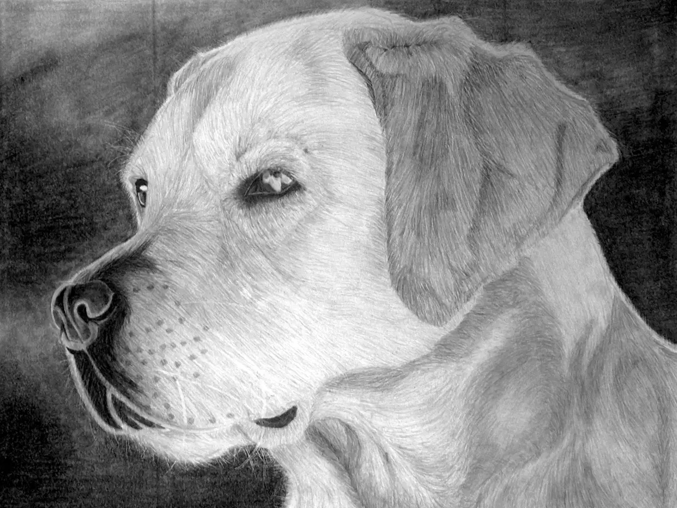 finally finished a drawing