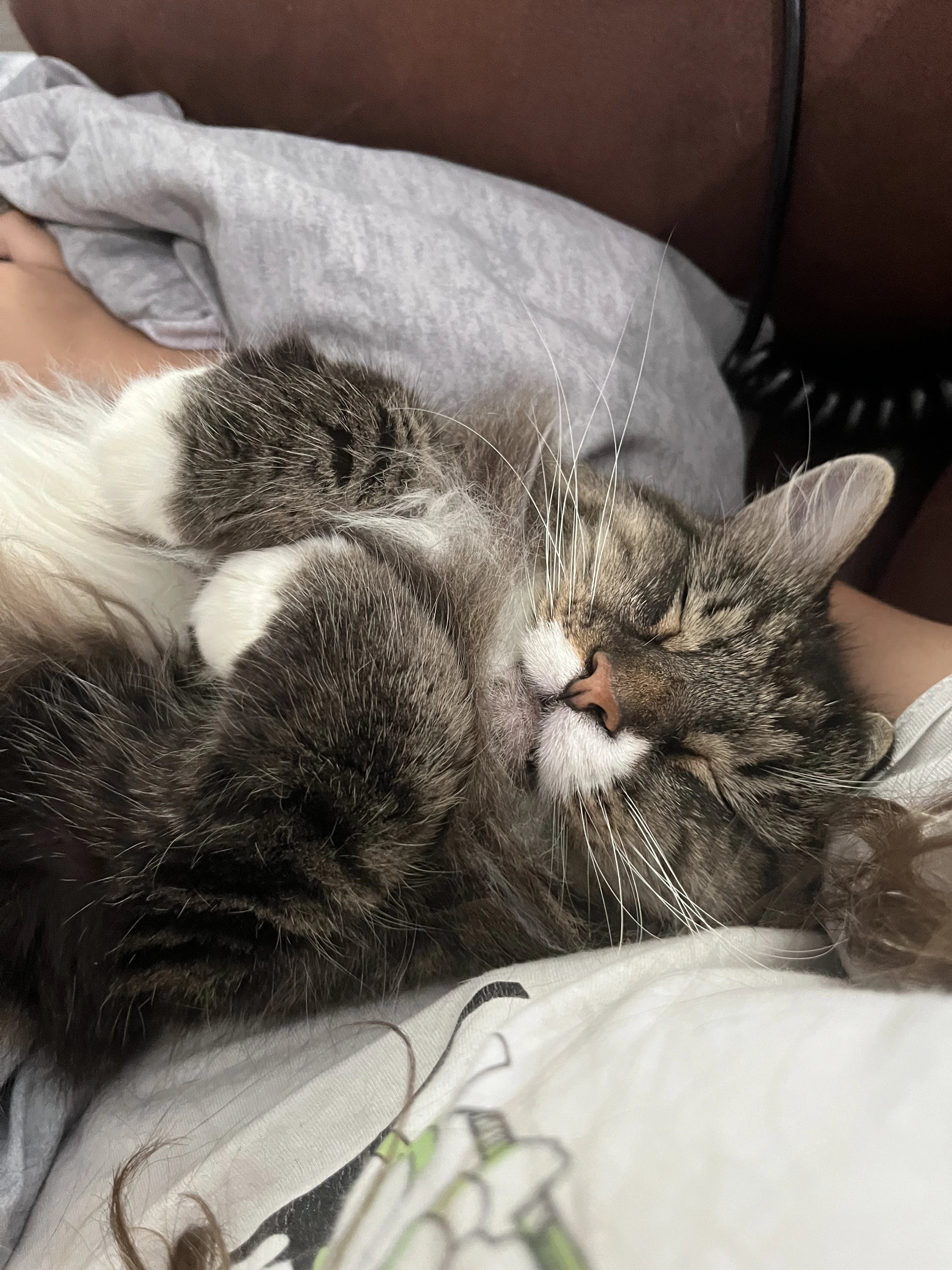 One of my cats | HoYoLAB