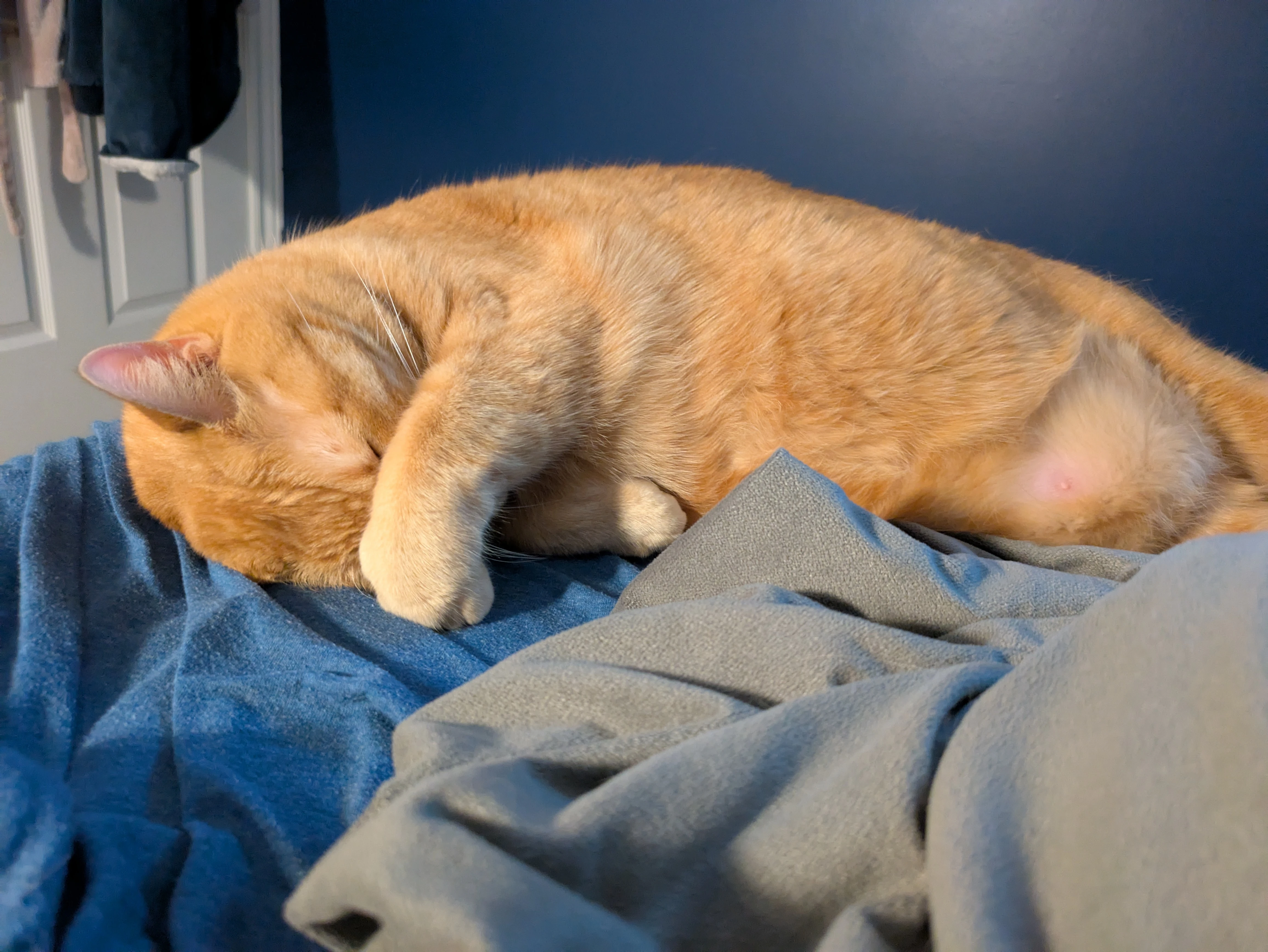 Here's my other cat | HoYoLAB