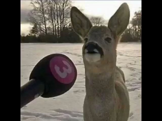 How me and bro feel after ragebaiting everyone with the interview deer Genshin Impact | HoYoLAB