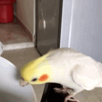 its so awkward to drink water in public cuz i look like a bird | HoYoLAB