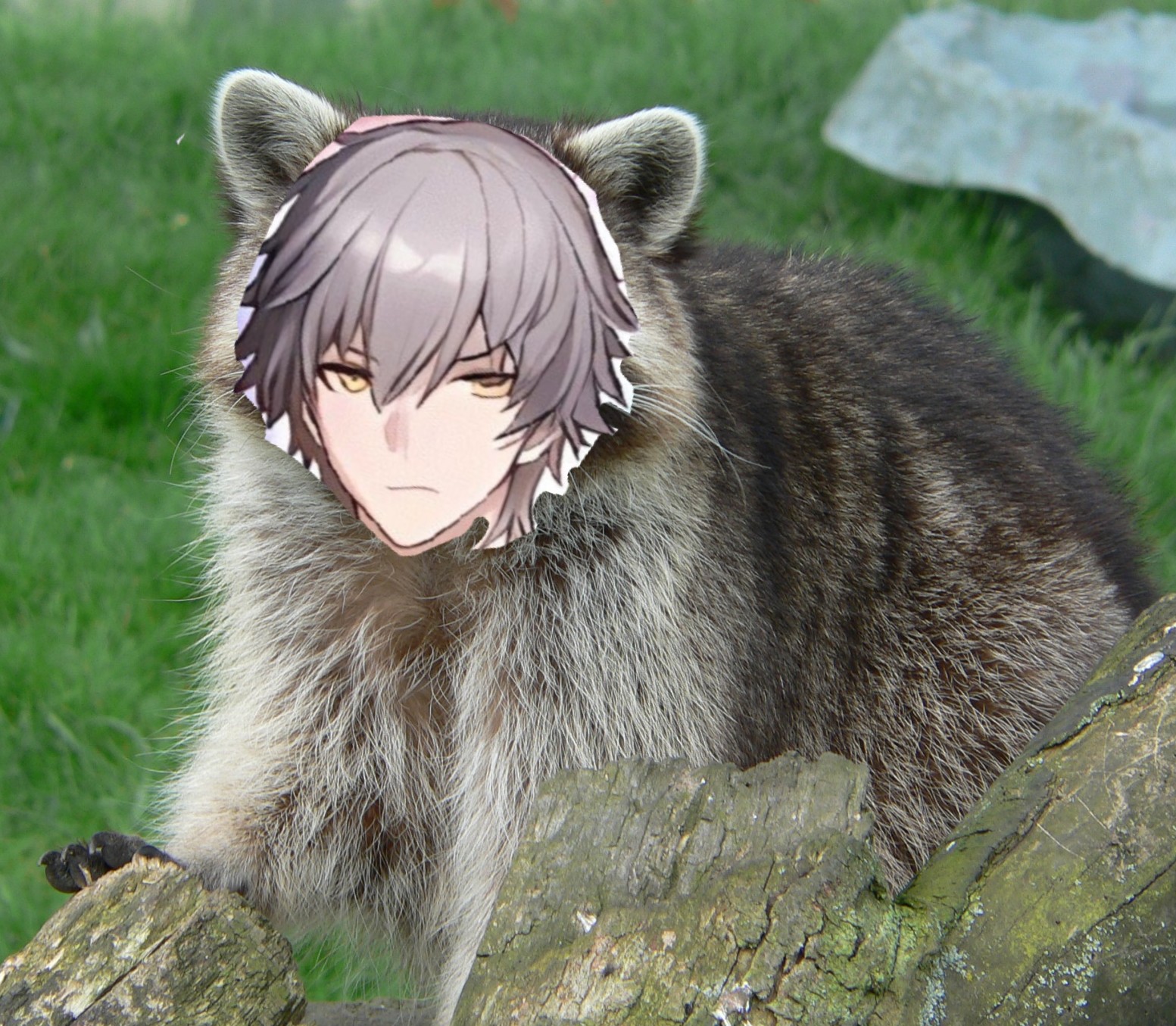 Raccoon Honkai: Star Rail | HoYoLAB