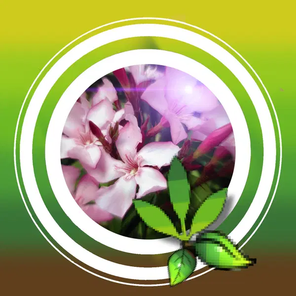 its quite literally the kandi tree- Genshin Impact | HoYoLAB