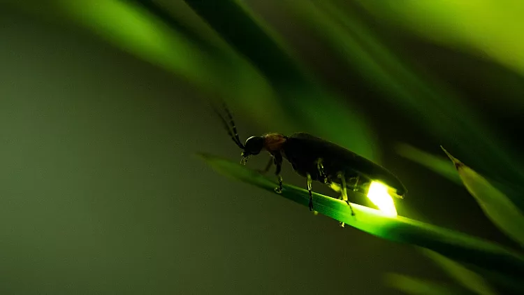 Firefly post day 819894820812412782 Honkai: Star Rail | HoYoLAB