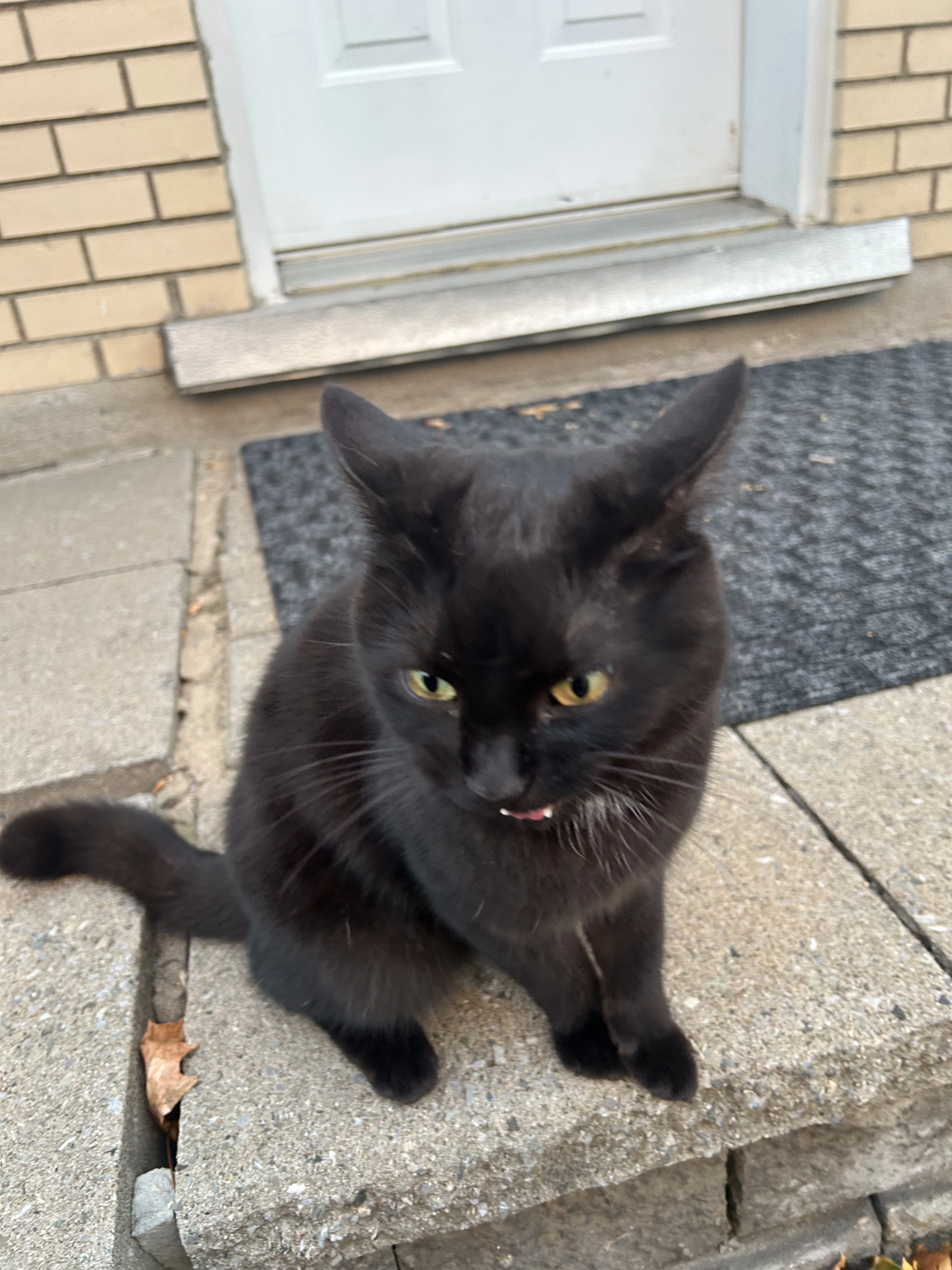 Nefer’s cat Genshin Impact | HoYoLAB