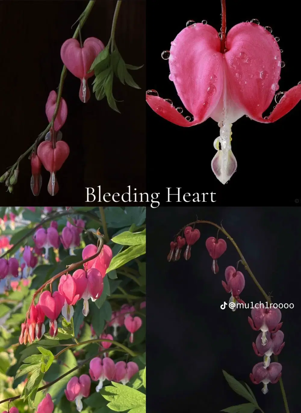 do black bleeding hearts exist